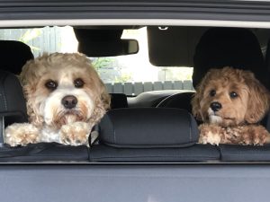 Toy Cavoodle vs Mini Cavoodle: What’s the Difference? | Serenity Bay ...